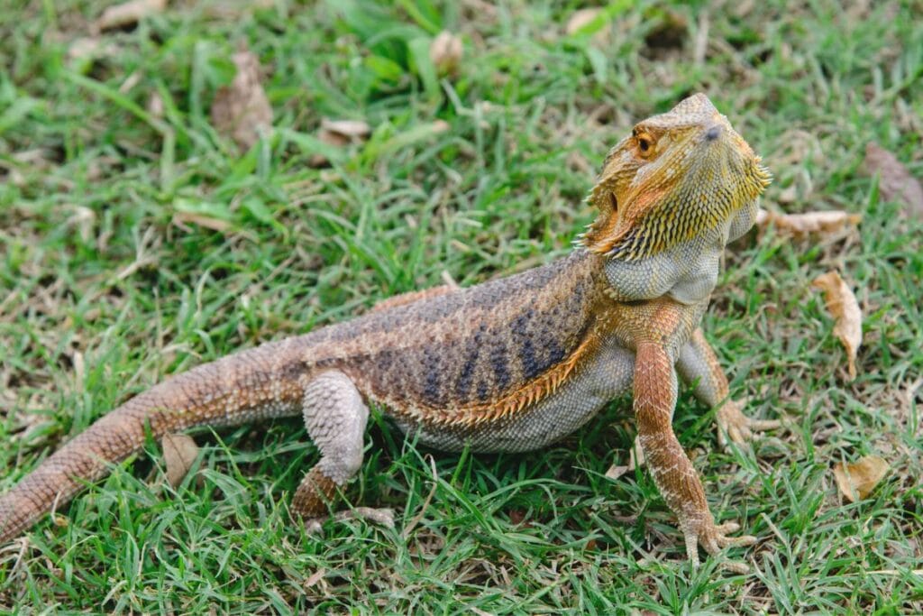 Do Bearded Dragons Hibernate? Unraveling the Mystery of Brumation