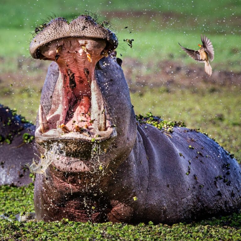 Why Do Dead Hippos Explode? Unraveling the Science Behind the Savanna's ...