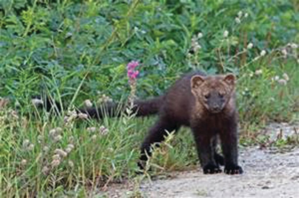 The Bone-Chilling Truth About the Fisher Cat Screech