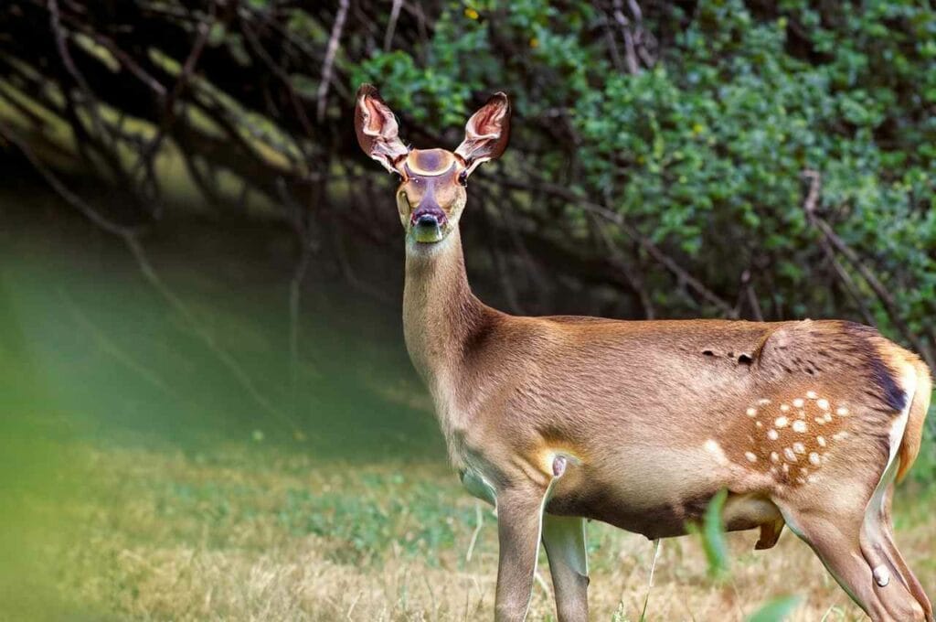 Whitetail Deer Gestation: Unveiling the Timing and Factors Shaping Fawn ... Whitetail Deer Gestation: Unveiling the Timing and Factors Shaping Fawn ...