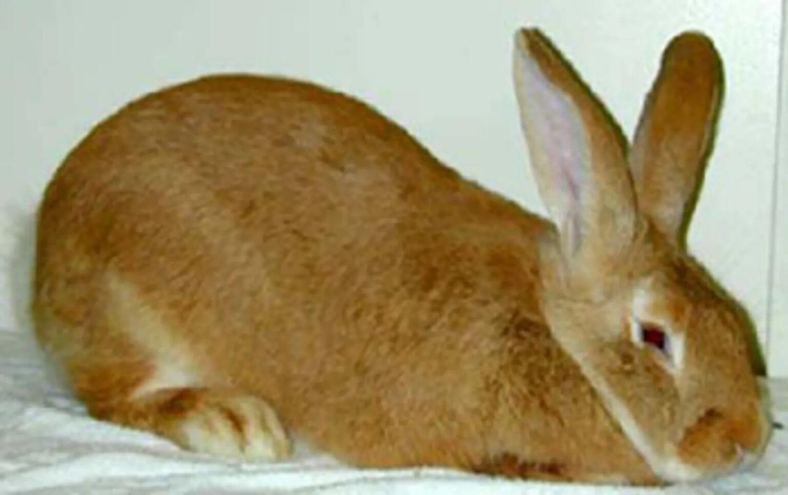 Giant Flemish Rabbit Life Expectancy: Expert Tips for a Longer ...