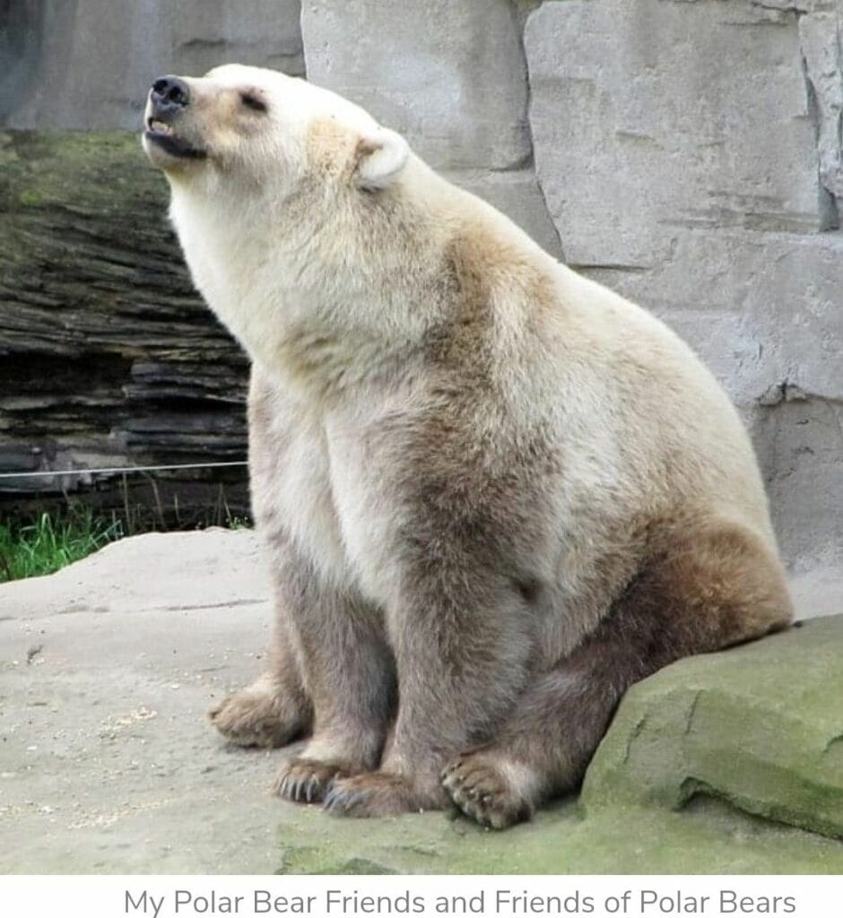 Grolar or Pizzly Bear: Unraveling the Hybrid Future of Arctic Icons