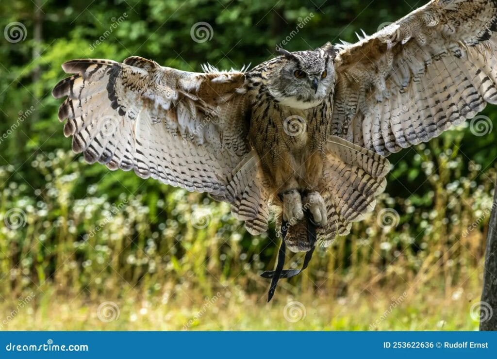 Who Rules the Night? Unveiling the World's Heaviest Owl