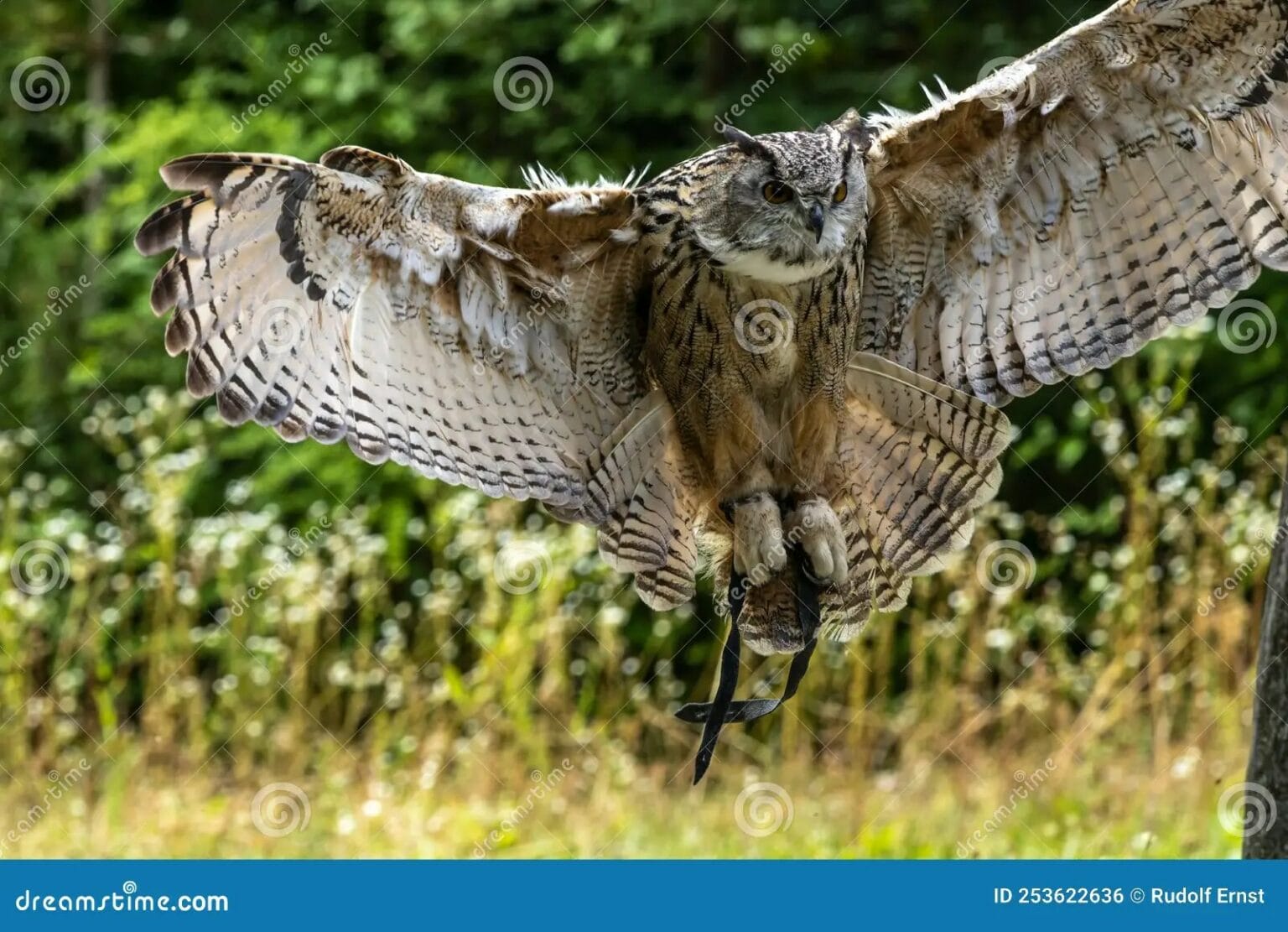 Who Rules the Night? Unveiling the World's Heaviest Owl