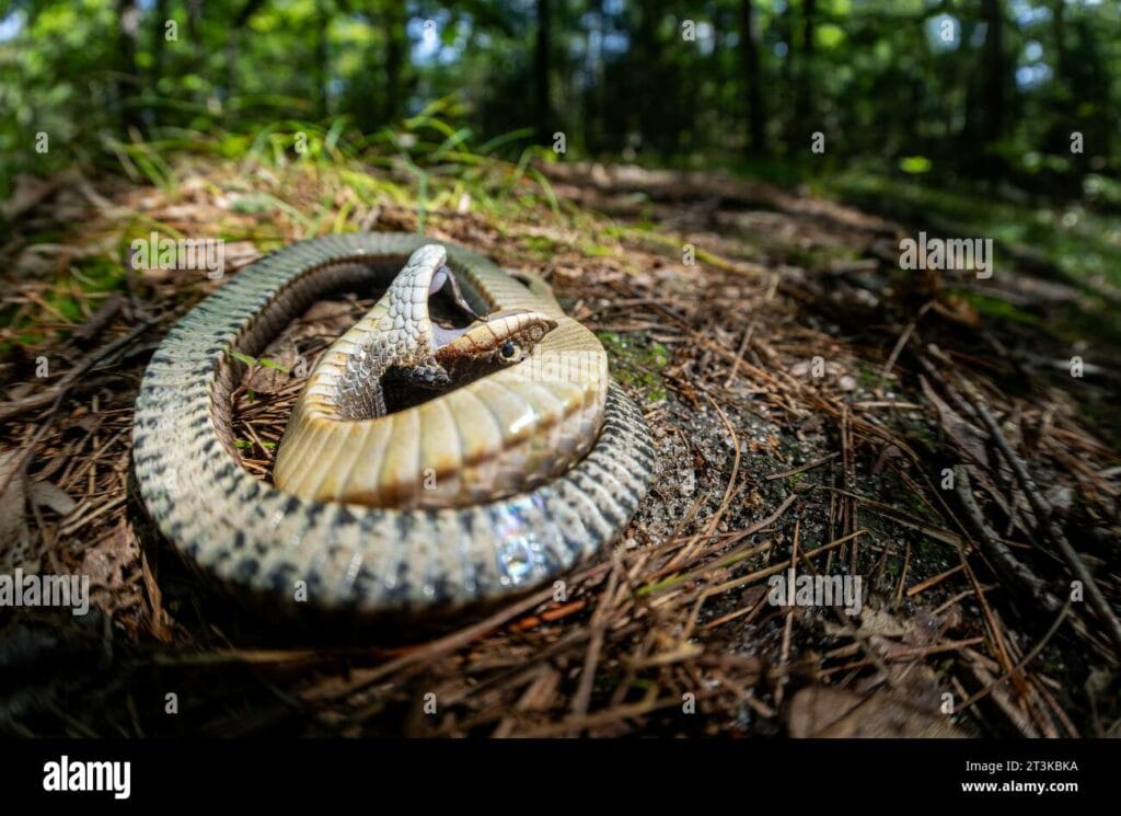 The Oscar-Worthy Act: Why Do Hognose Snakes Play Dead?