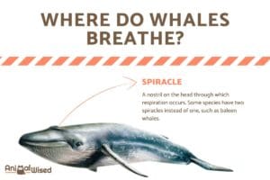 How Long Can Orcas Hold Their Breath? Unveiling the Underwater ...