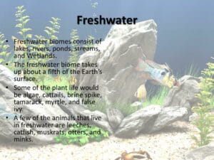 The Freshwater Biome: Exploring Rainfall Patterns and Impacts