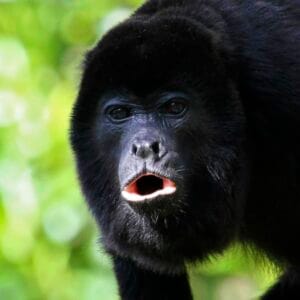 Unpacking the Primal Symphony: The Science Behind Howler Monkey Noise
