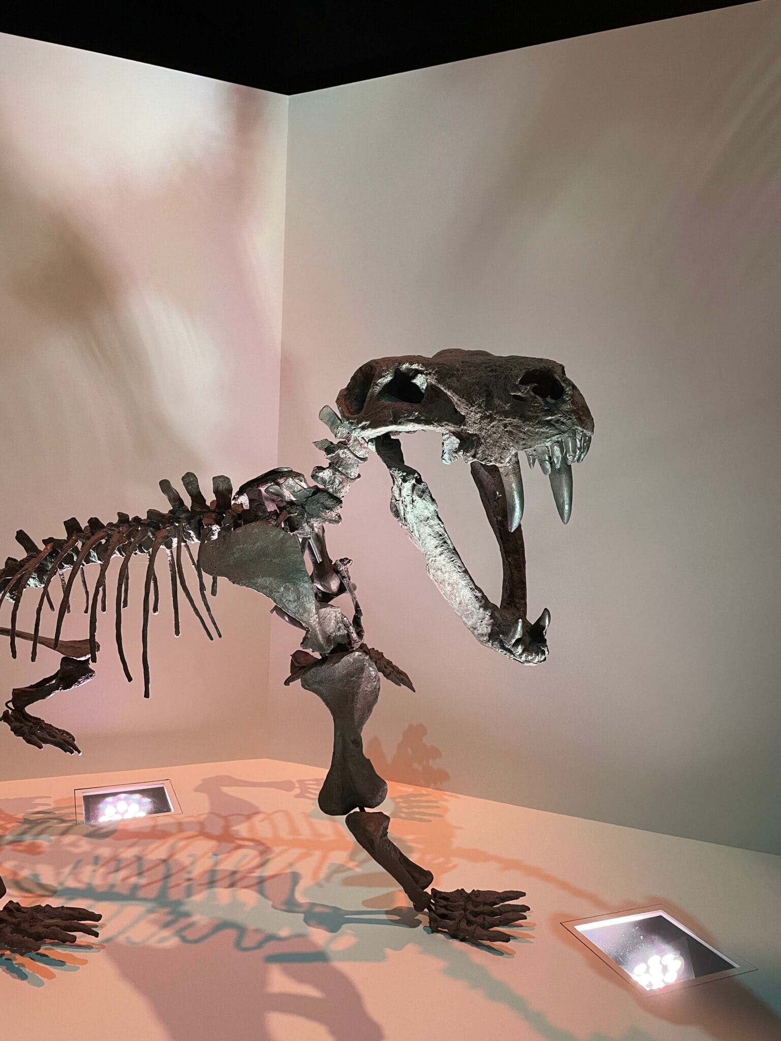 Inostrancevia vs. Gorgonops: Clash of the Permian Saber-Tooth Titans