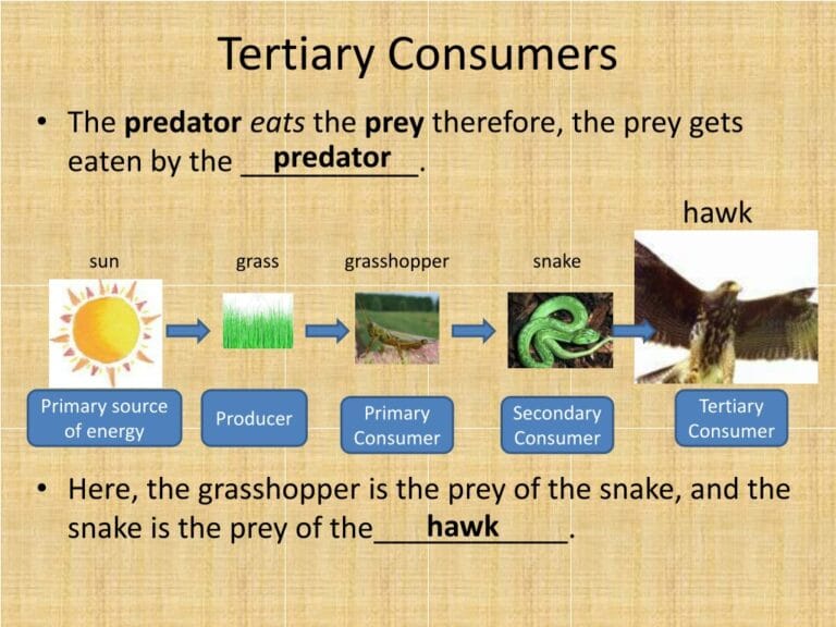 Is a Gecko a Primary, Secondary, or Tertiary Consumer? Unveiling Its ...