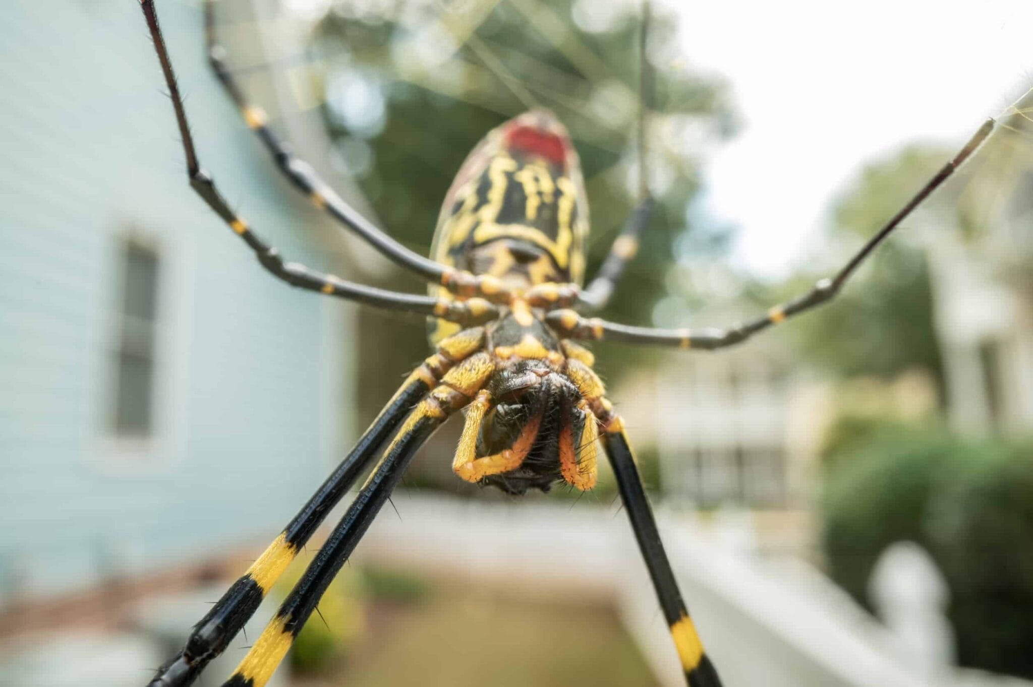 What's Eating Joro Spiders? A Look at Their Predators
