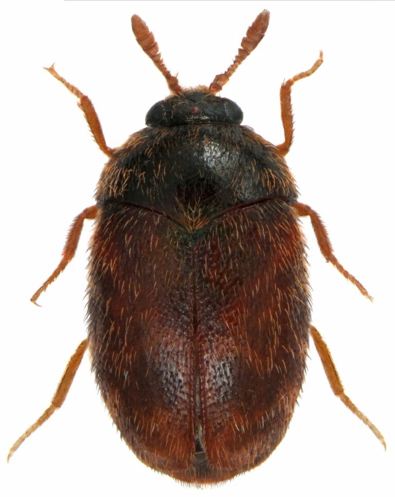Khapra Beetle Infestation: A Comprehensive Guide to Identification ...