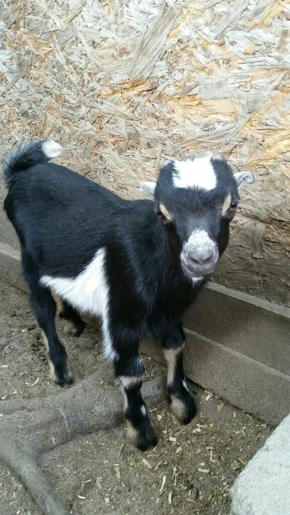 LaMancha Goats: Unveiling the Charm and Dairy Prowess of the Earless ...
