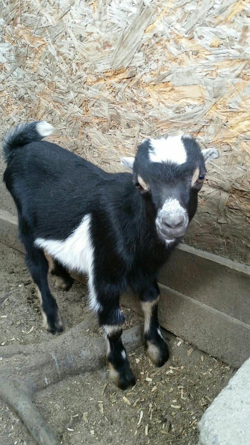 LaMancha Goats: Unveiling the Charm and Dairy Prowess of the Earless ...