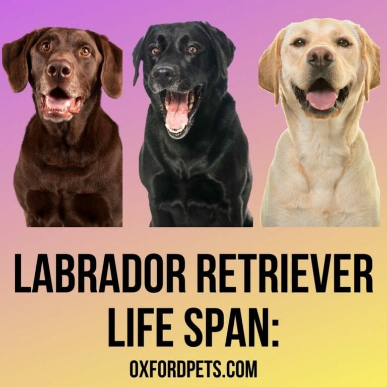 Decoding the Labrador Life Expectancy: What Factors Determine How Long ...
