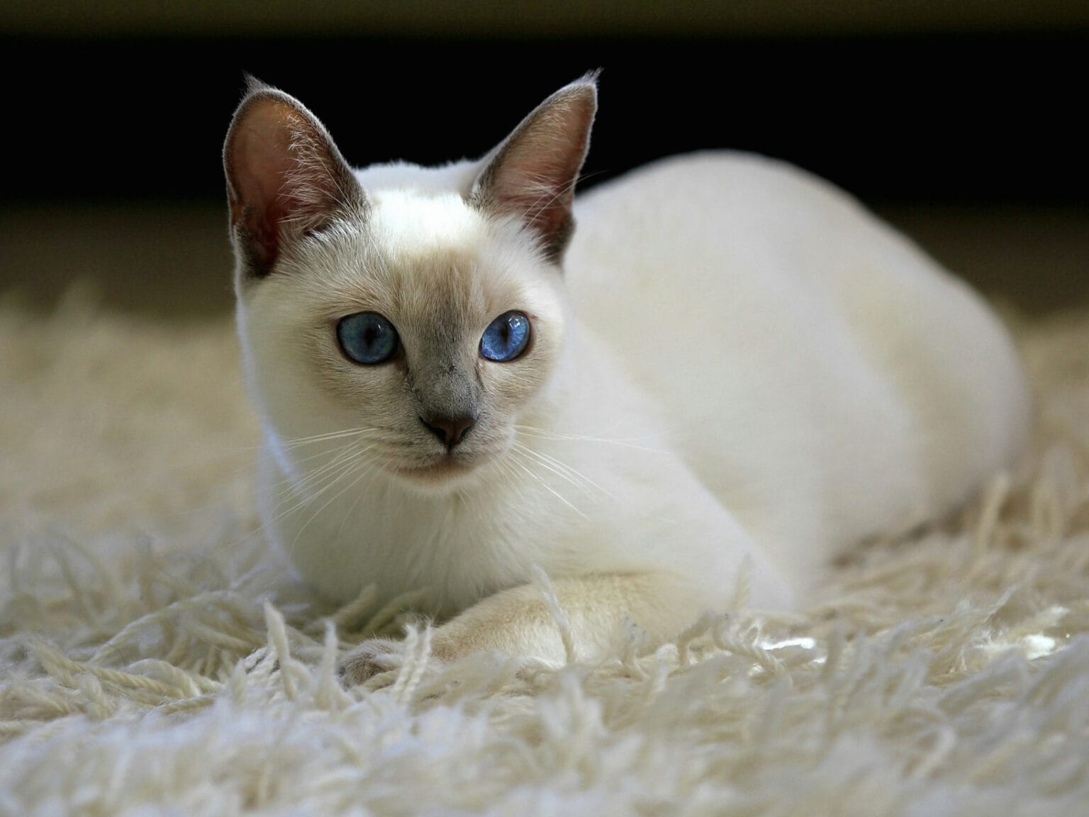 The Lilac Point Siamese Cat: A Guide to Their Unique Beauty and Temperament