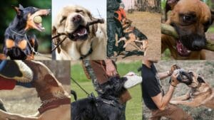 Lion Bite Force PSI: Unlocking the Power Behind the King's Jaws