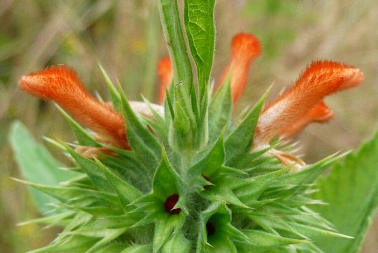 Lionitis Disease (Craniodiaphyseal Dysplasia): Understanding the Causes ...