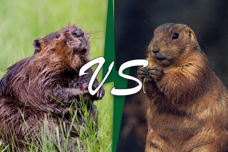 Marmot vs. Woodchuck: What's the Real Difference?