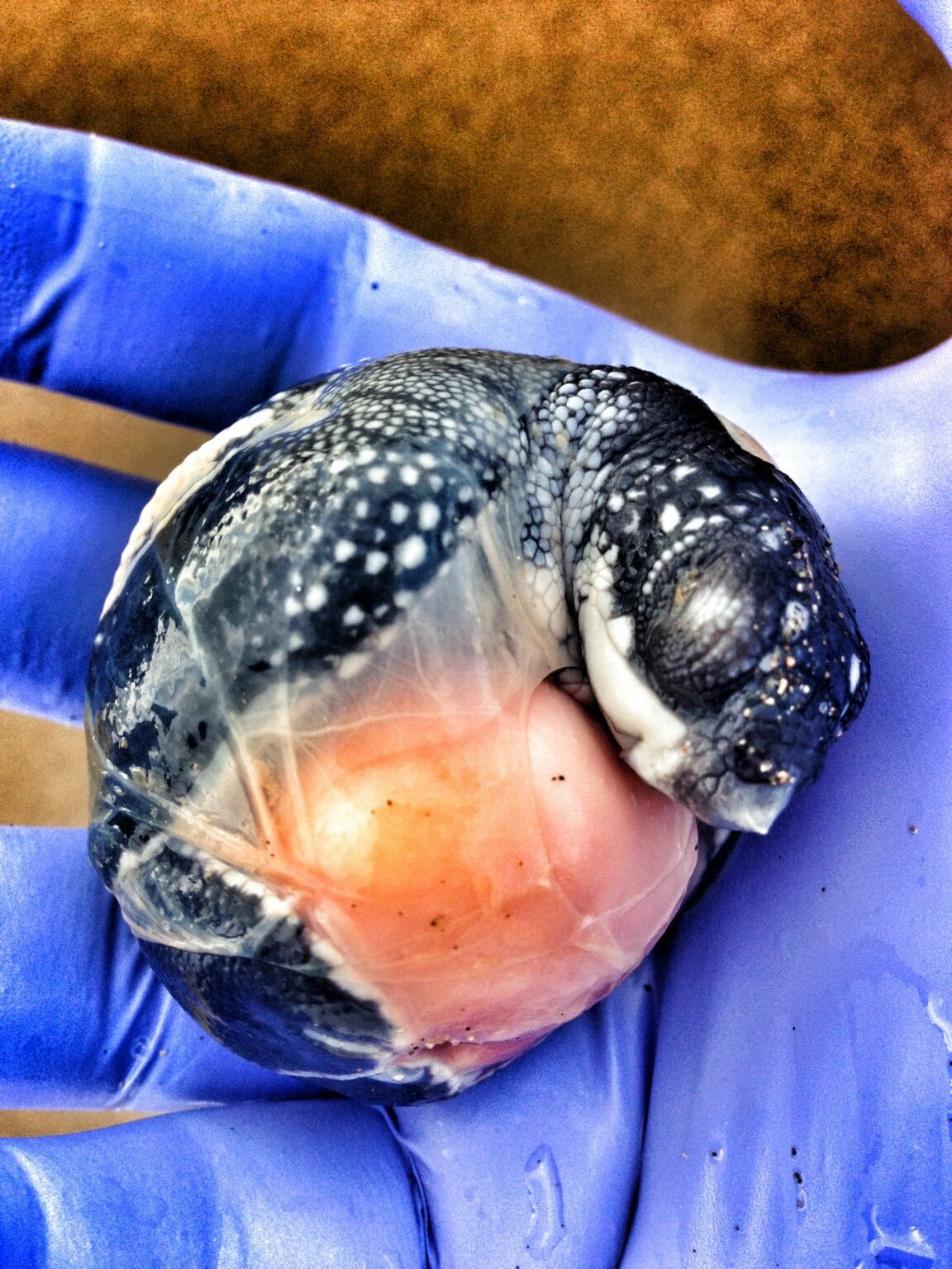 Beyond the Shell: Unveiling the Secrets of the Leatherback Turtle's Mouth
