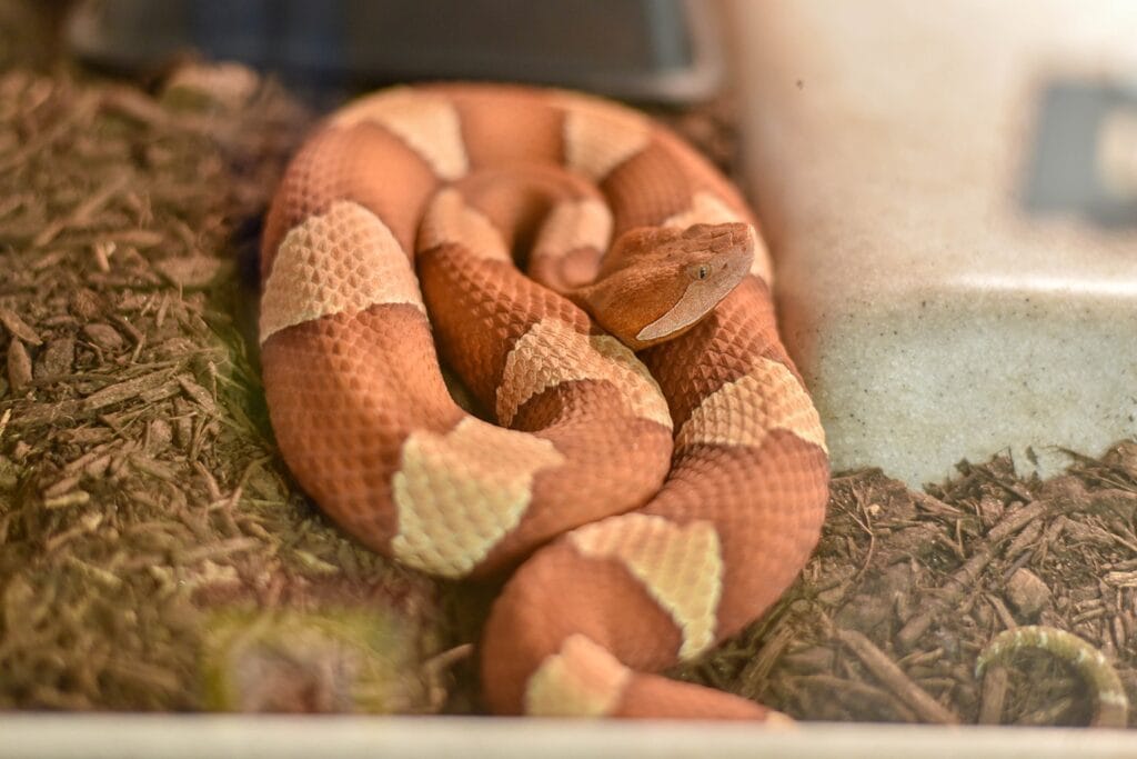 Northern Copperhead Snakes: A Complete Guide to Identification, Safety ...