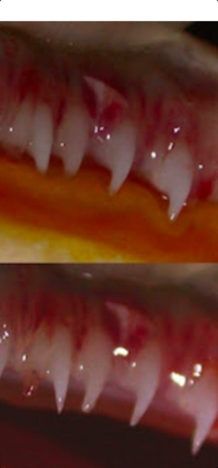 The Mightiest Chomp: Uncovering the Truth About Pacman Frog Teeth