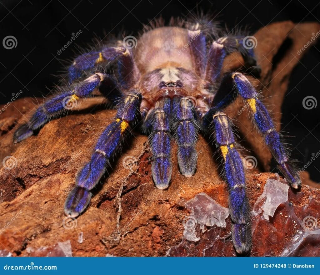 Peacock Tarantula: Unraveling the Mystery of the Blue Jewel