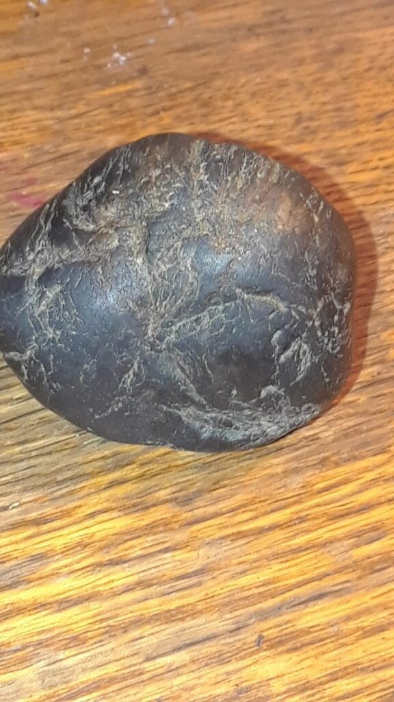 Uncovering the Secrets of Petrified Dinosaur Poop: What Coprolites ...