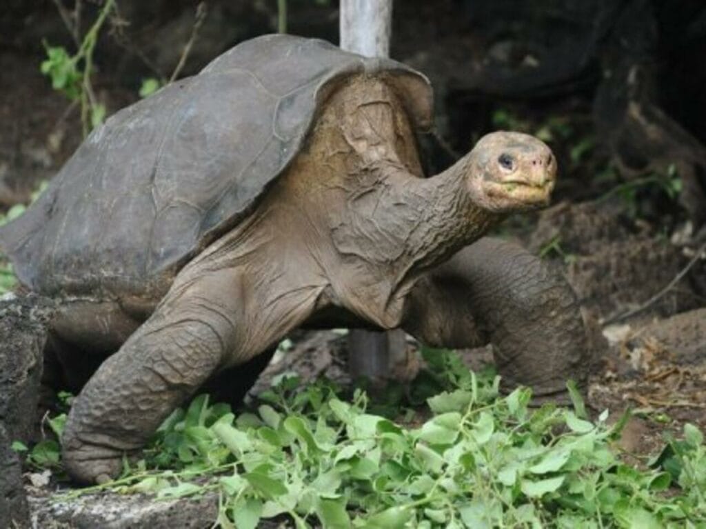 The Tragic Tale of the Pinta Island Tortoise: Lonesome George and a ...
