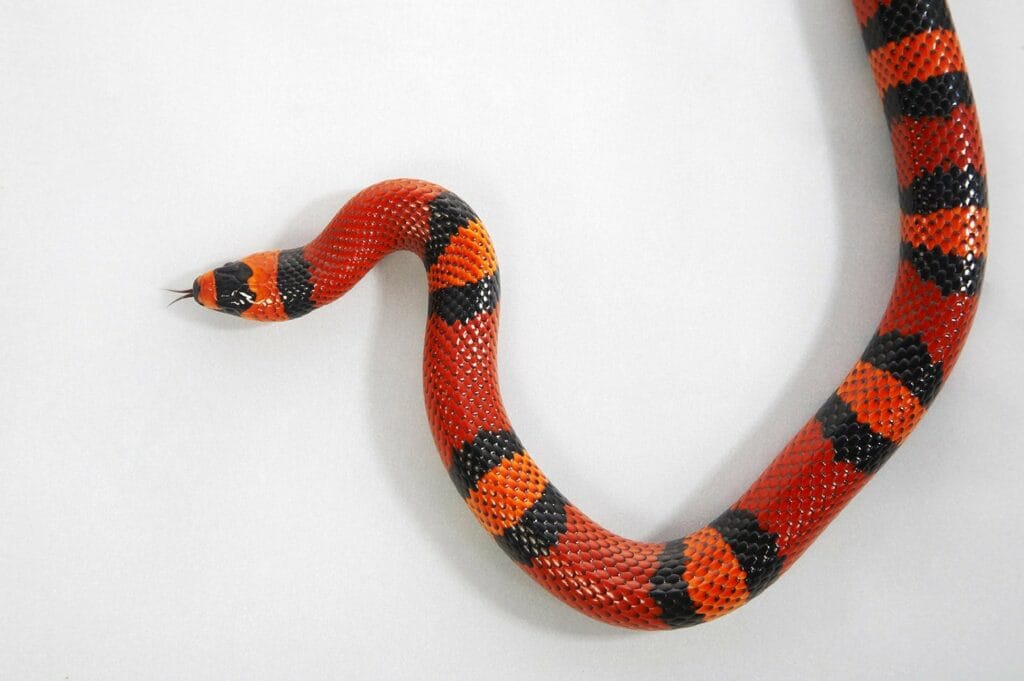 The Ultimate Pueblan Milk Snake Care Guide: Tips for a Thriving Reptile