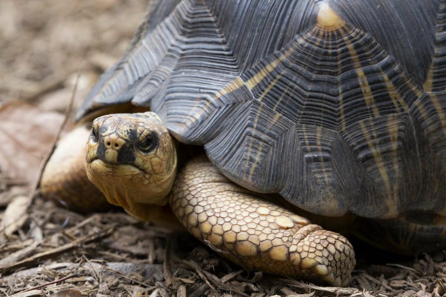 The Radiated Tortoise: A Fight for Survival in Madagascar's Spiny Forests