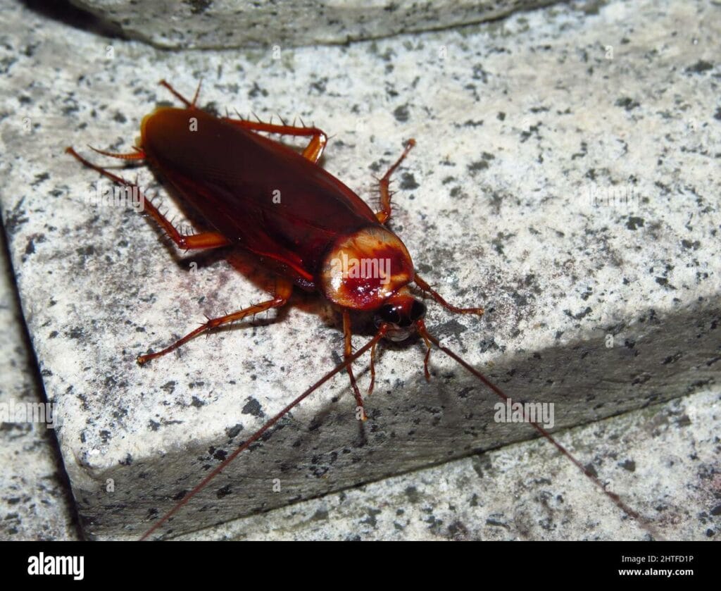 Megaloblatta longipennis: Unveiling the Science Behind the World's ...