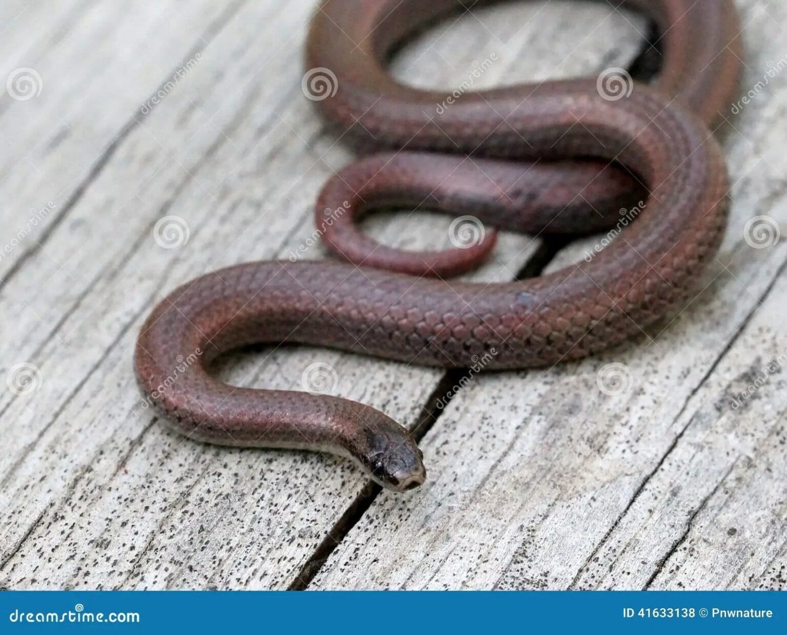 The Secret World of the Sharptail Snake: A Guide to Their Ecology ...
