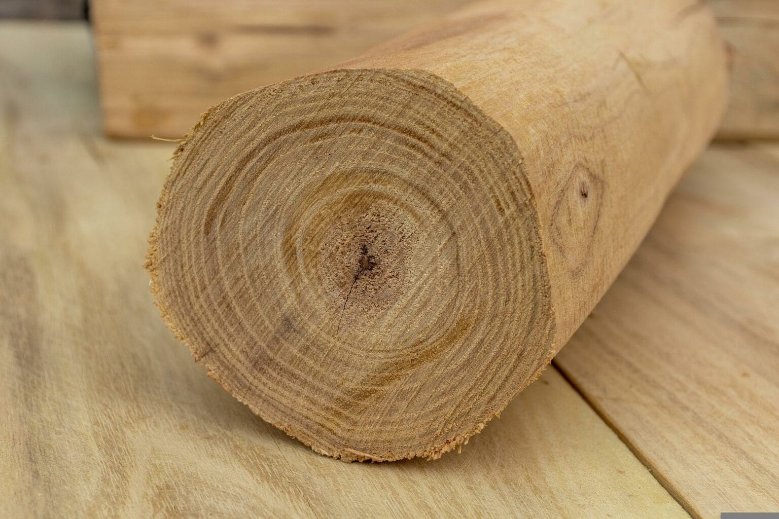 The Shittim Tree: Uncovering the History and Uses of this Biblical Acacia