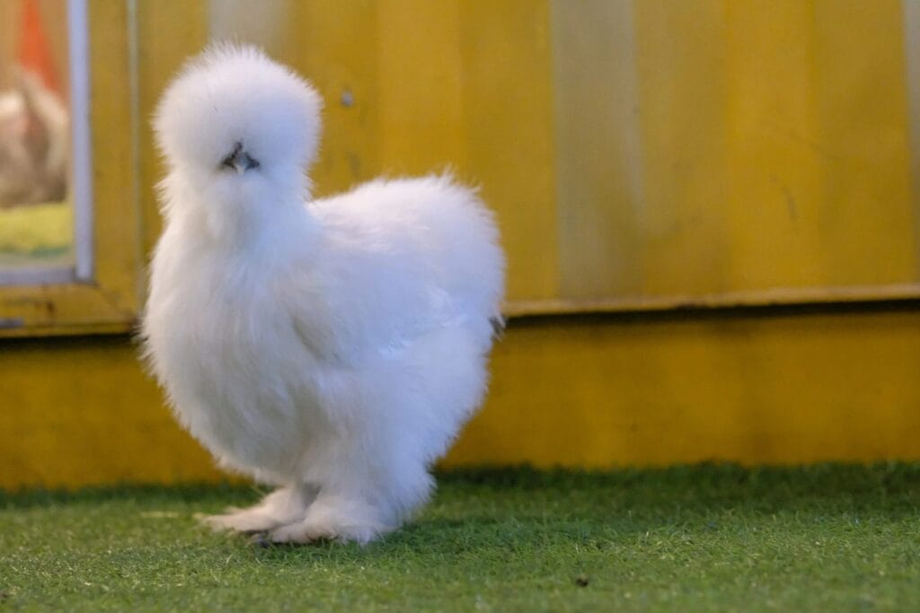 The Ultimate Guide to Silkie Chicken Meat: From Flavor to Farming