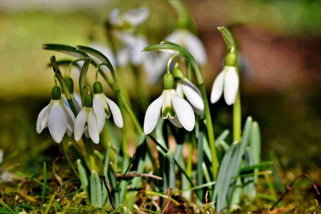 Snowdrop Flower Meaning: Unveiling the Symbolism of Hope, Death, and ...