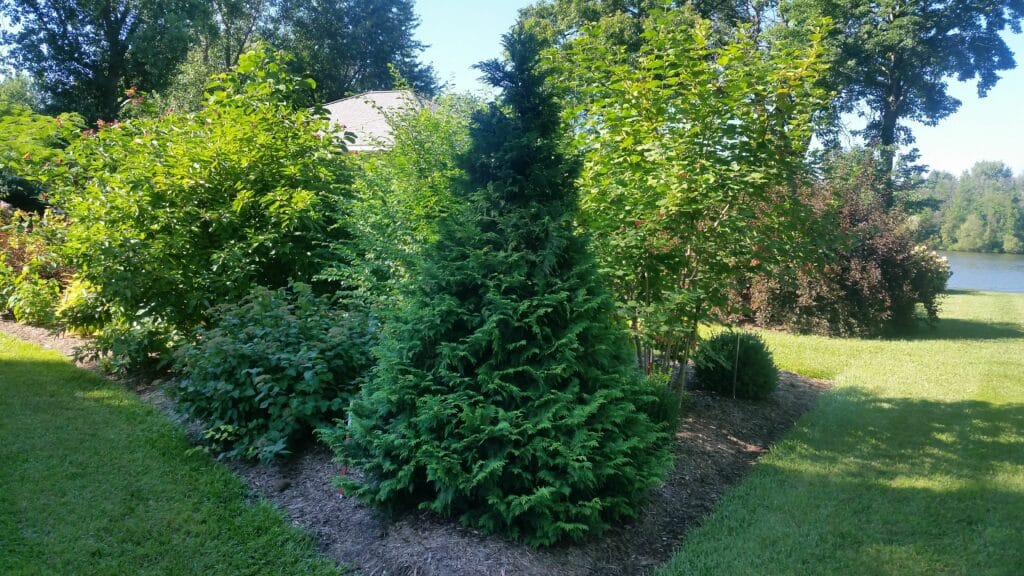 Soft Serve False Cypress: A Complete Guide to Planting and Care