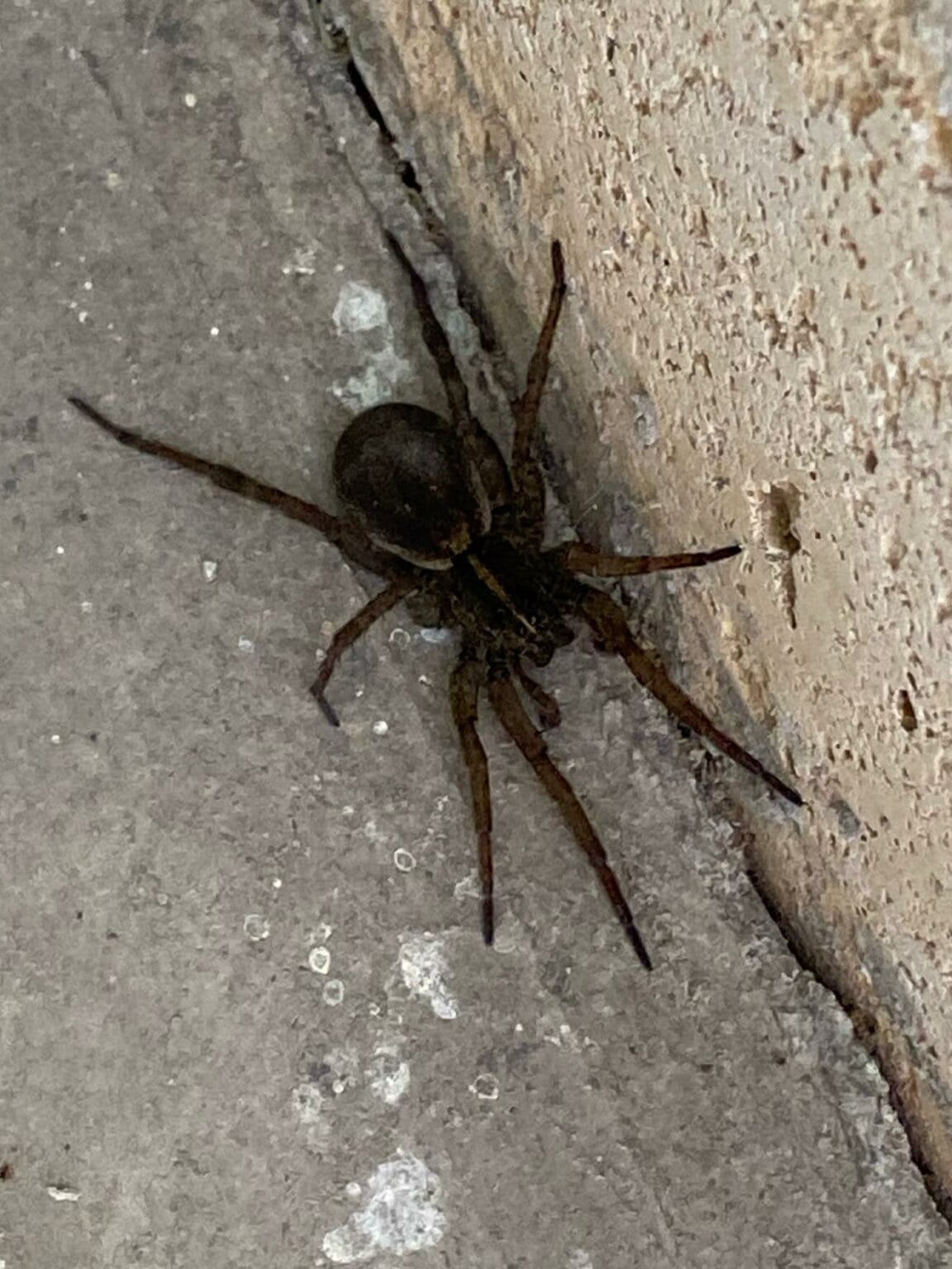 A Field Guide to the Spiders of Northeast Pennsylvania