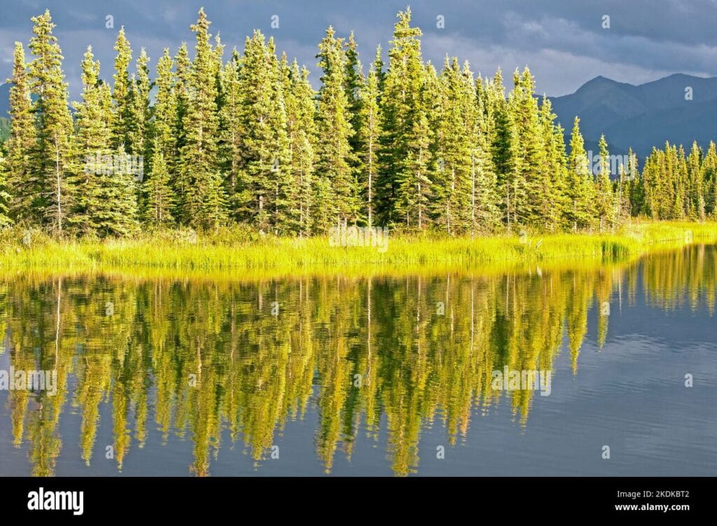 The Ultimate Guide to Subarctic Evergreen Forests: Unveiling the Taiga