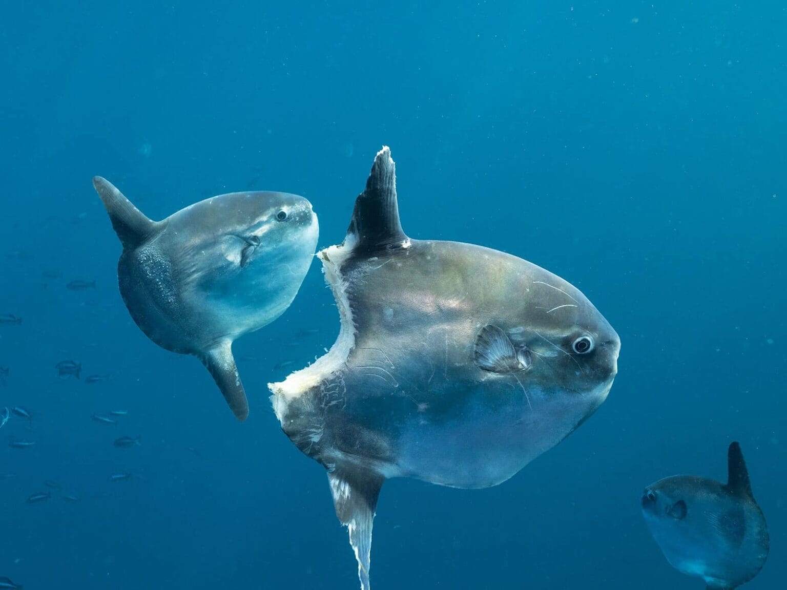 Giant Sunfish Mystery: Why Are Hoodwinkers Washing Ashore in Oregon?