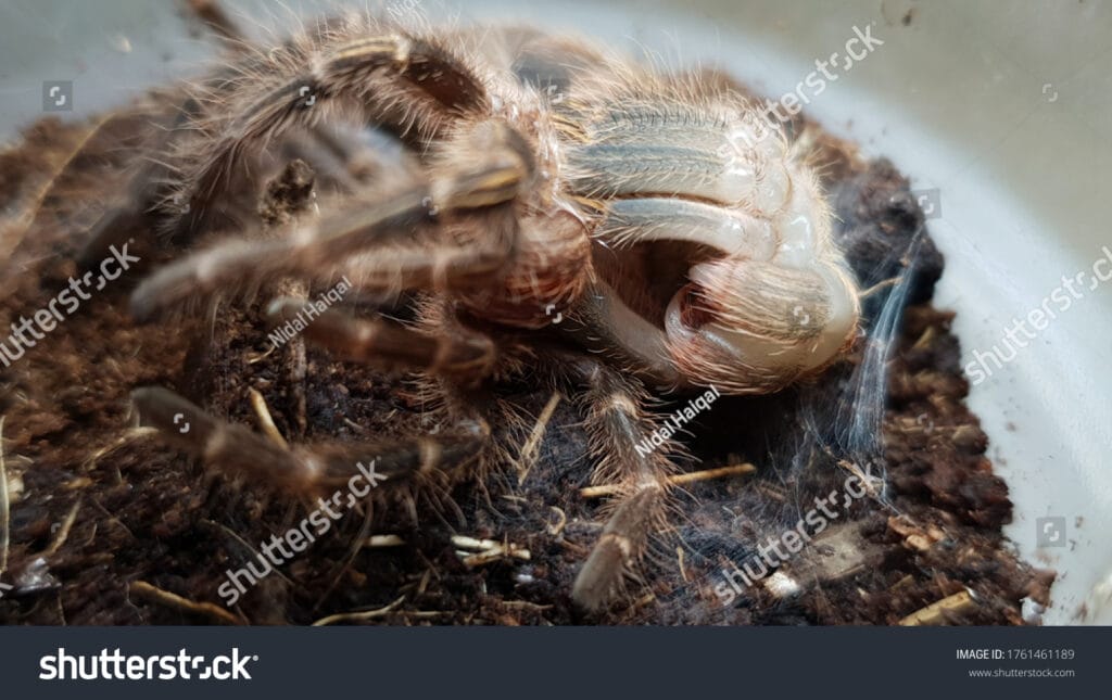 The Complete Guide to Tarantula Molting: Signs, Stages, and Expert Care ...