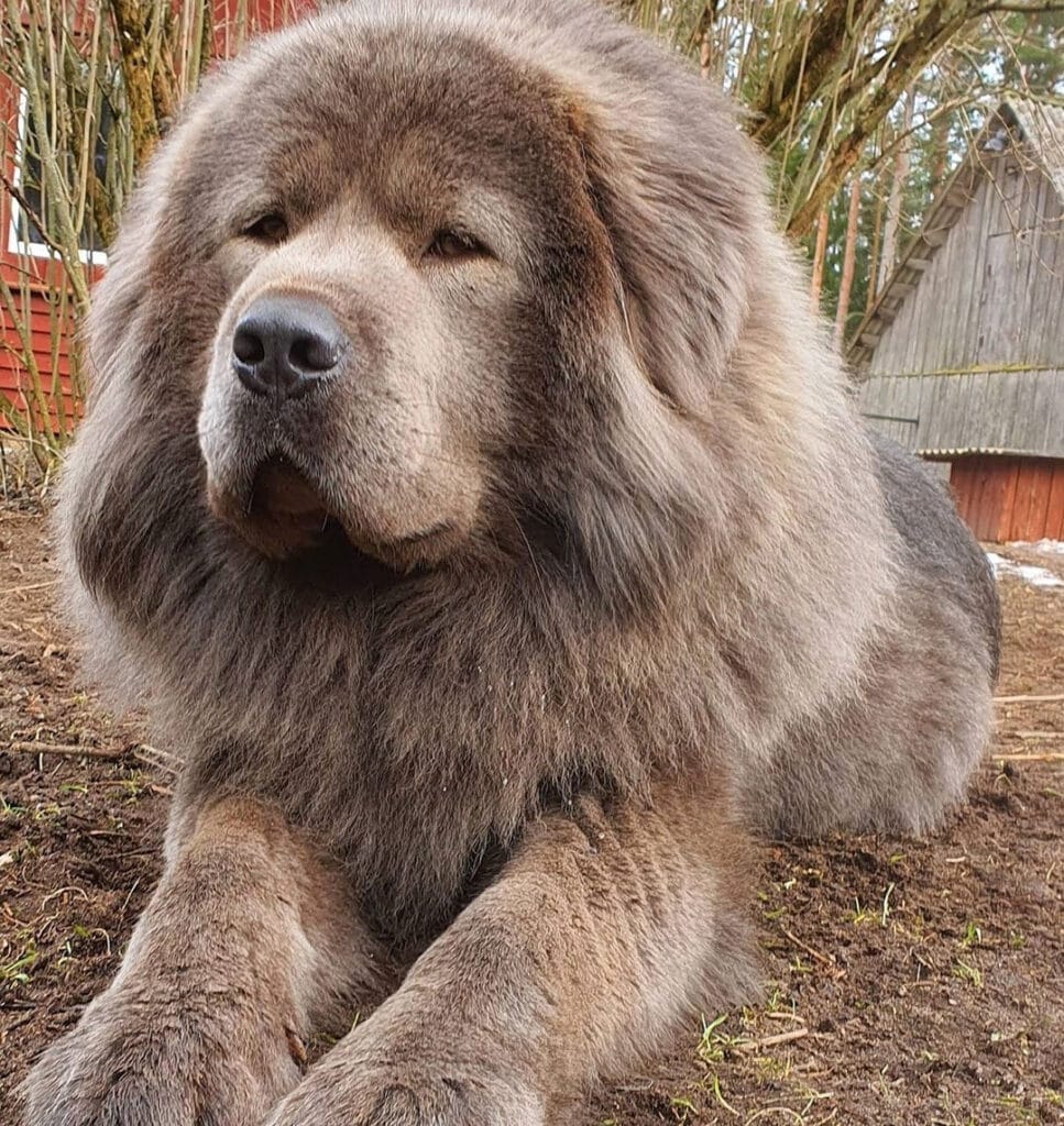Tibetan Mastiff: Is This Majestic Breed Truly the Biggest Dog in the World?