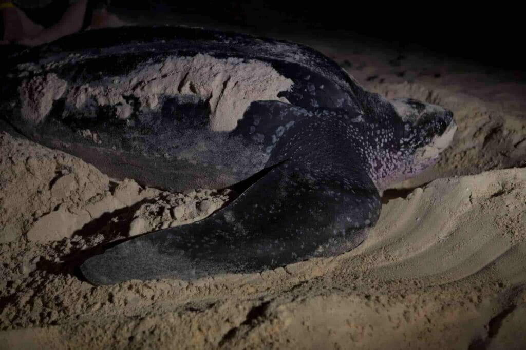 Journey to the Depths: Unraveling the Mysteries of the Tinglar Turtle