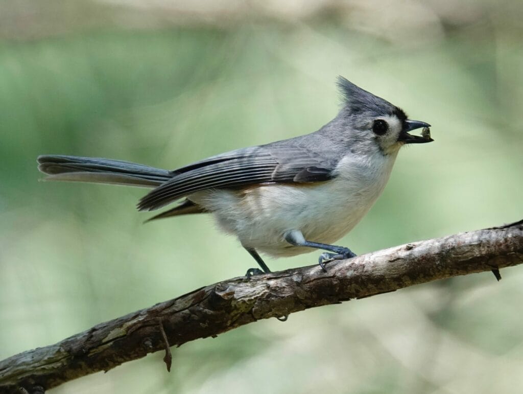Adorable Titmouse Bird Pictures: A Visual Guide to Their Species and Charm