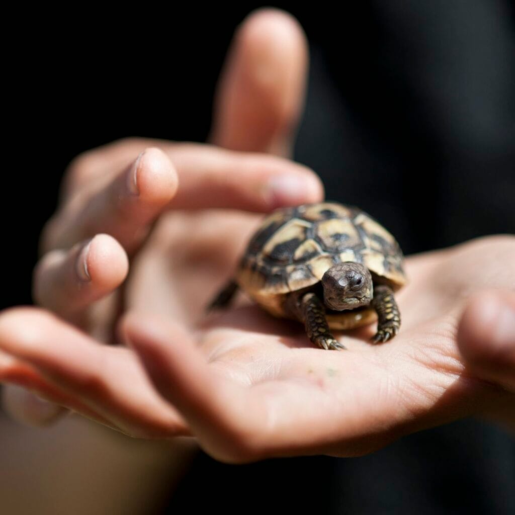 The Astonishing Truth About Tortoise Average Lifespan