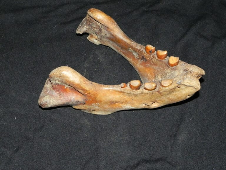 Walrus Teeth Ivory: Unveiling the History, Art, and Conservation of ...