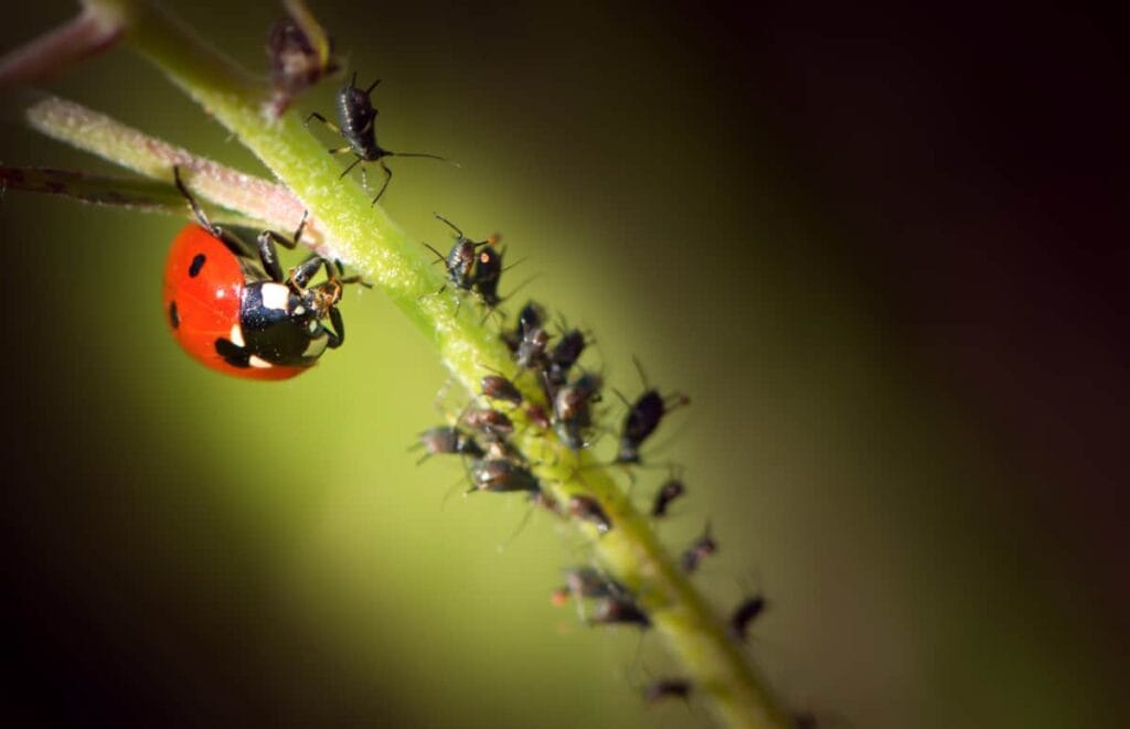 The Ultimate Guide: What Do Ladybugs Really Eat and Drink?