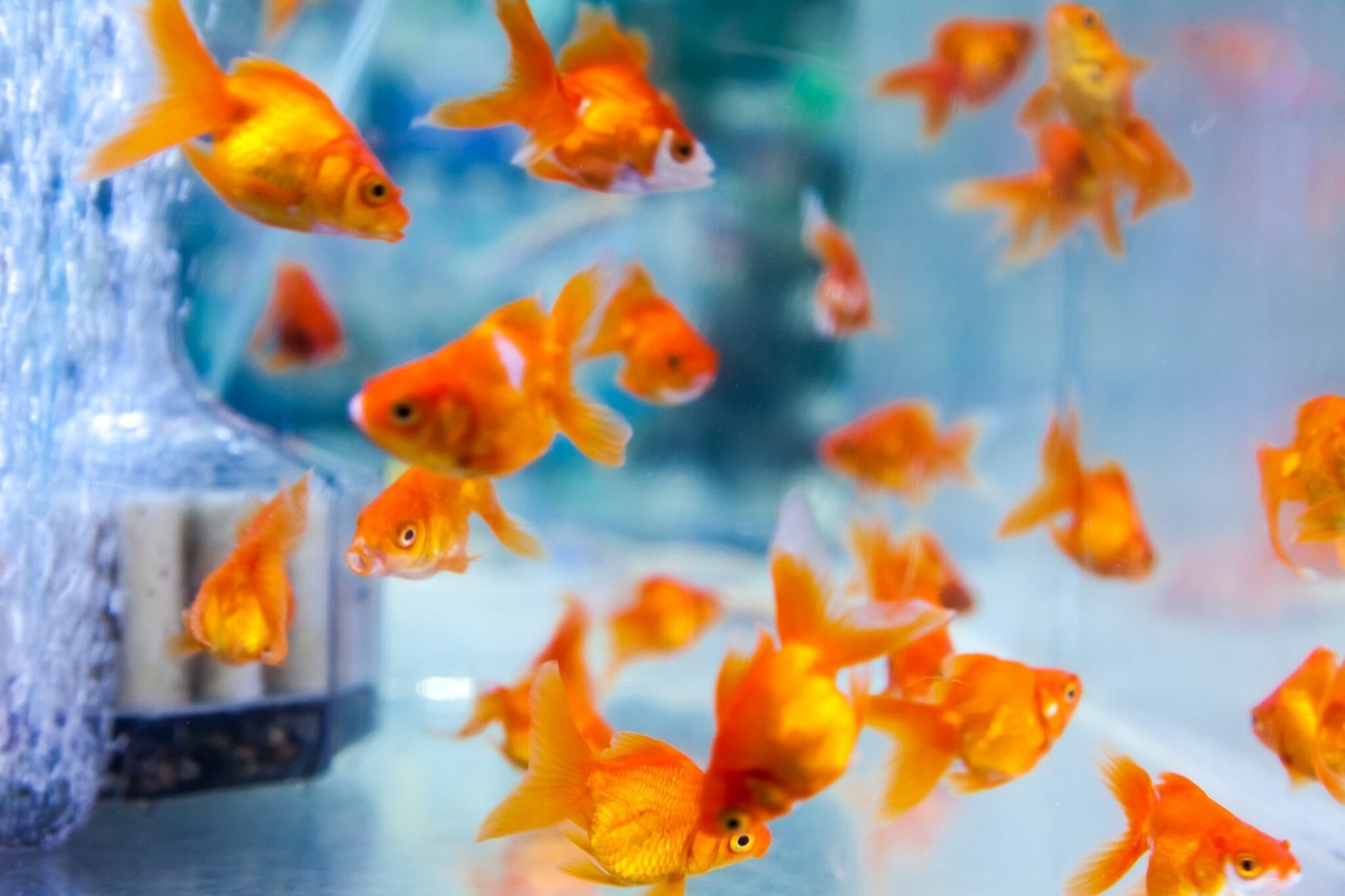 15+ Fish You Can Keep with Goldfish: The Complete Compatibility Guide