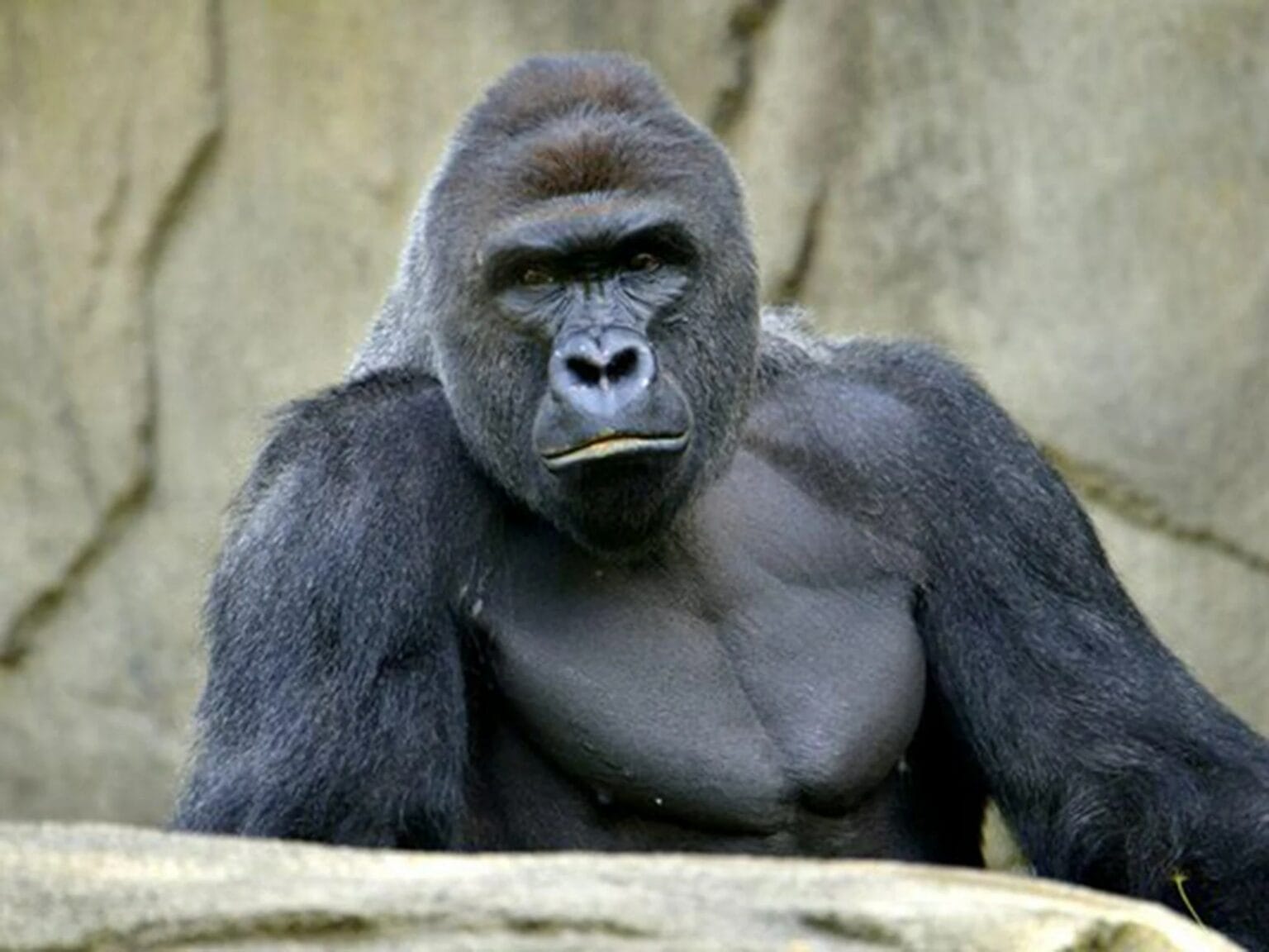 What Really Happened to Harambe? The Incident, Controversy, and Legacy