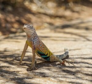Why Do Lizards Do Push-Ups? The Science Behind This Curious Behavior